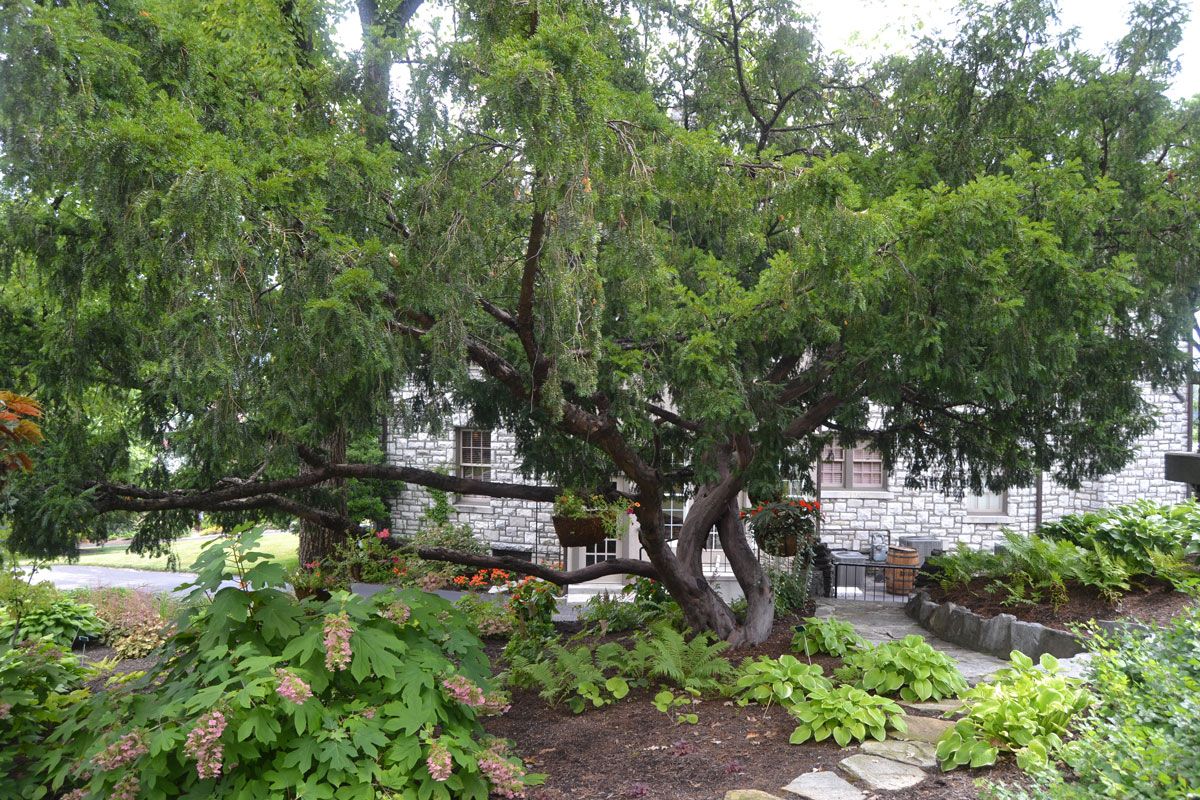 Buffalo Trace Reintroduces Special Seasonal Arboretum Tour